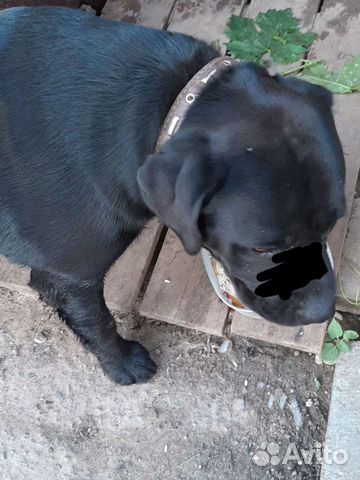 Животные вязка