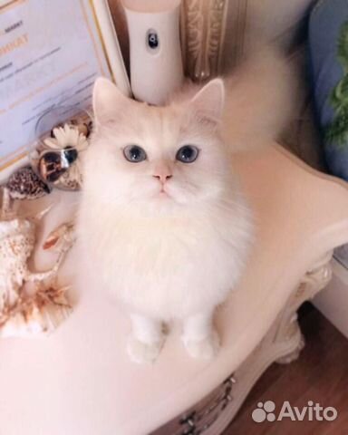 Продаю белых голубоглазых британцев