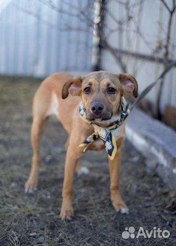Метис боксера в добрые руки