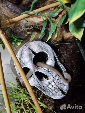 Бойга Зелёная