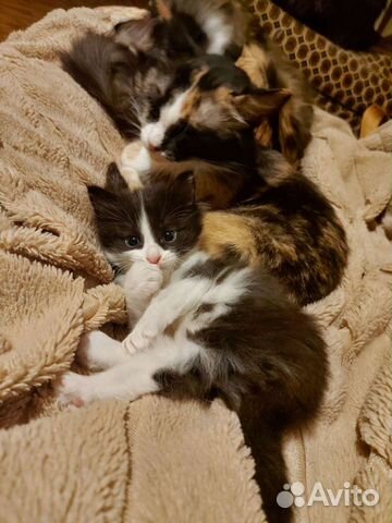 Кошки