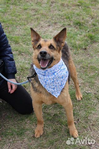 Самый верный друг