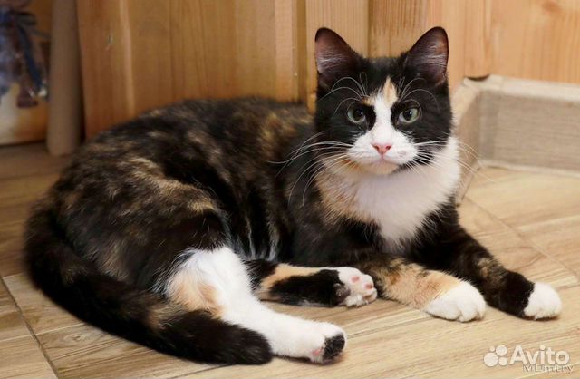 Котёнок, трёхцветная малышка в добрые руки