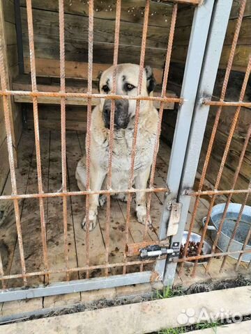 Среднеазиатская овчарка