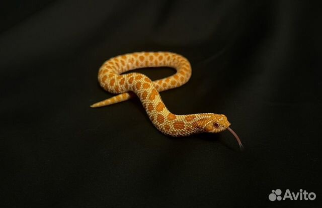 Свиноносый уж