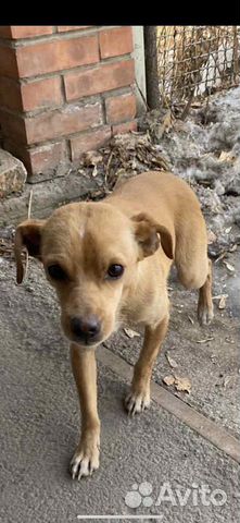 Собака. Мальчик. 1 год возраст. Очень нужен дом