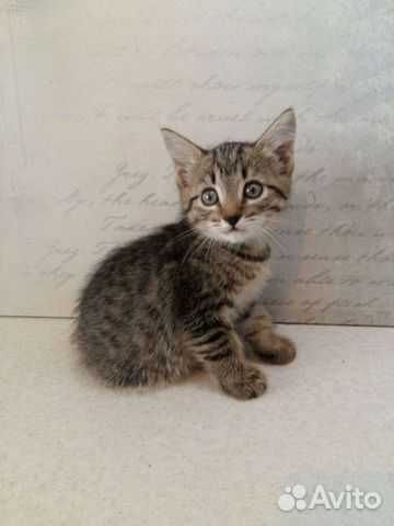 Котёнок с короной на голове