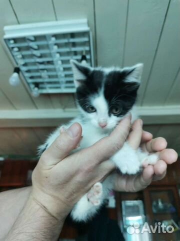 Котёнок панда ищет дом