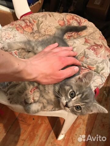Мурчащий котёнок Сэм