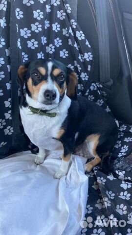 Леди - маленькая собачка