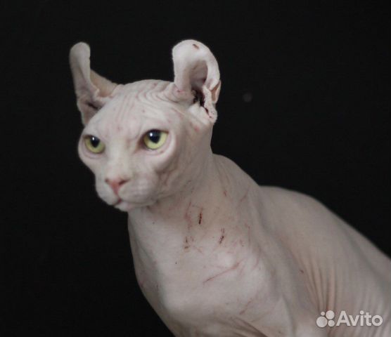 Сфинкс эльф