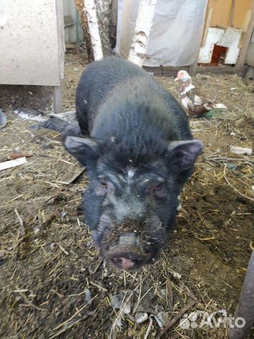 Вьетнамский вислобрюхий хряк