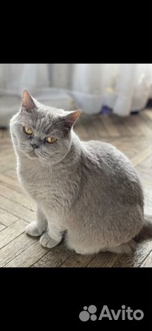 Кот и кошка. По одному или вместе