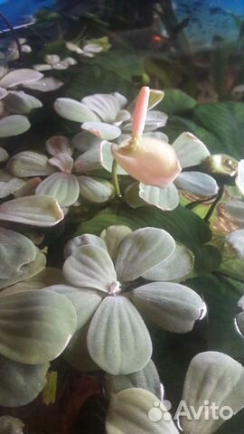 Аквариумные растения