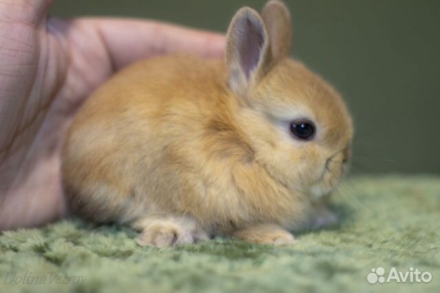 Кролики миноры