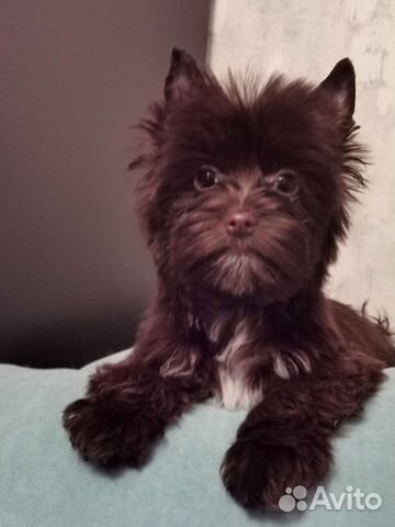 Мальчик йорк