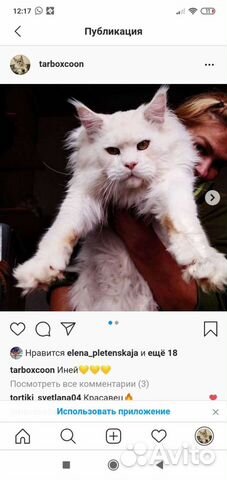 Вязка кот шадед