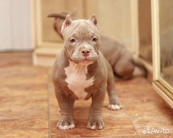 Американский булли экзот