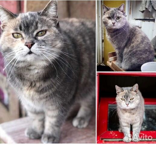 Кошка Акварелька ищет дом