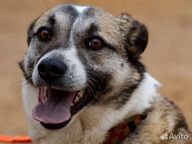 Собака-принцесса. Дейзи