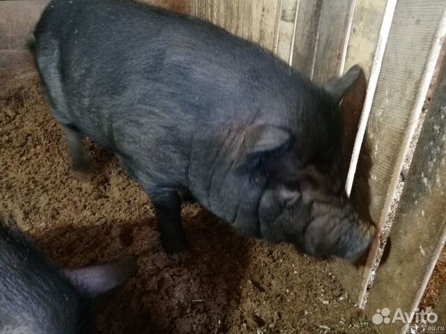 Вьетнамский кабан