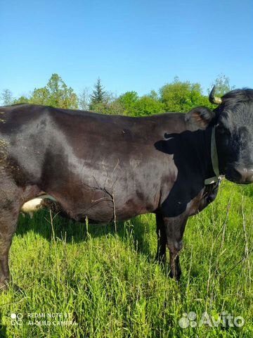 Корова хорошая дойная