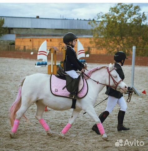 Кобыла арабо-пони