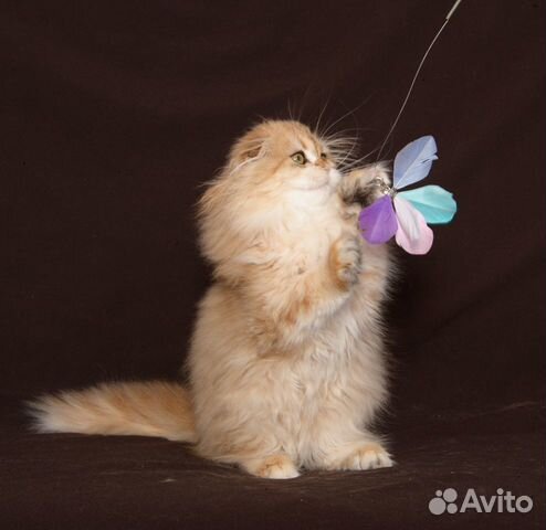 Шотландские девчонки