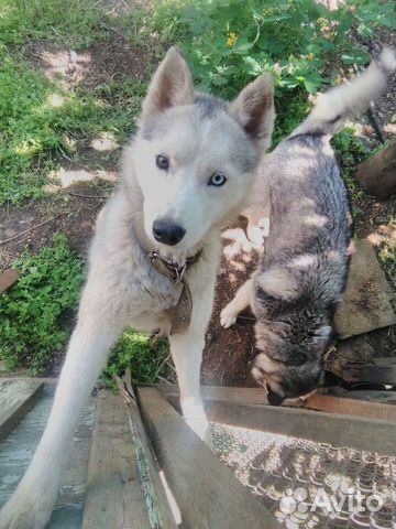 Хаски - девочка глаза разноцветные