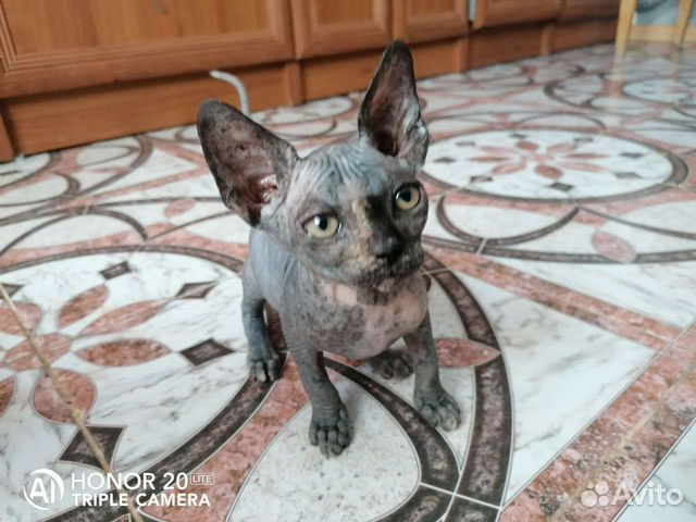 Канадский сфинкс