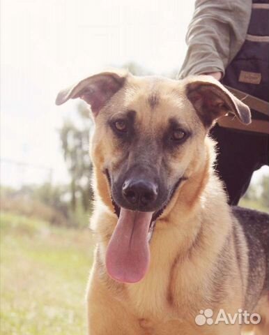 Одинокий Лео в добрые руки