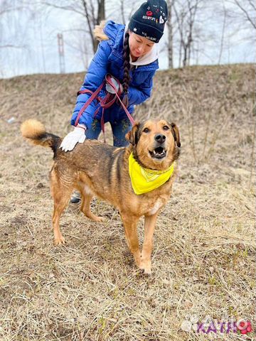 Чудо собака в добрые руки