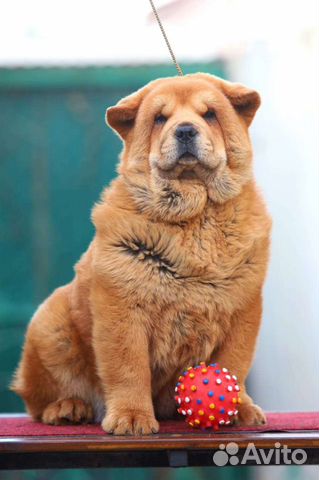 Чау-чау огненная смуфочка