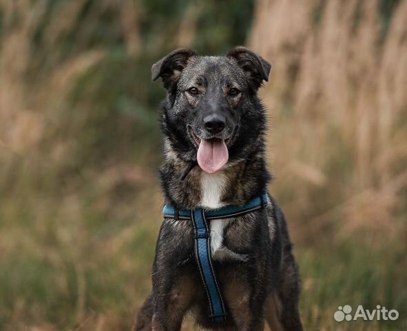 Красотка Руна угасает в приюте