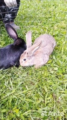 Кролики мясных пород