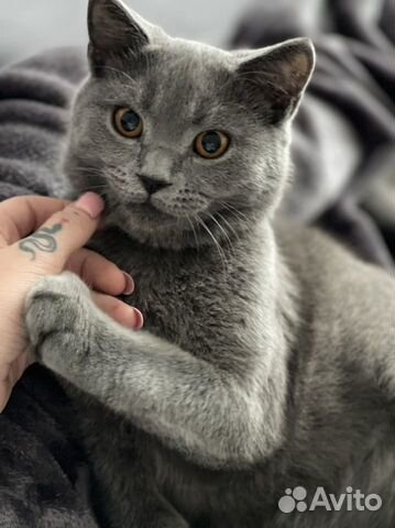 Британский кот