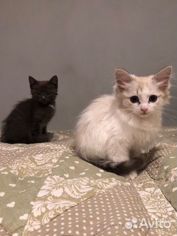 Котенок девочка 1-1,5 месяца