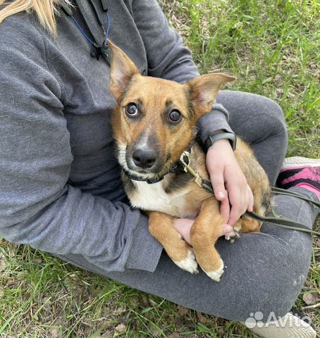 Барби вернули в приют