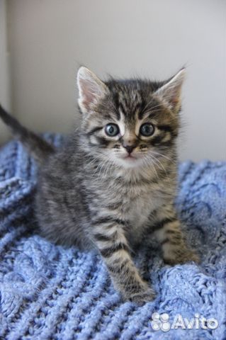 Котенок Ася в добрые руки