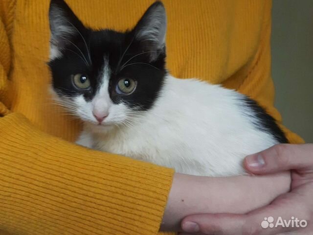 Черно-белый котенок мальчик