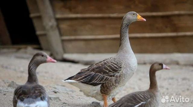 Крупные серые гуси