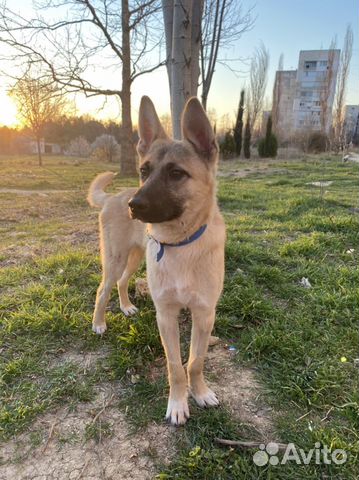 Щенок Патрик (7 месяцев)