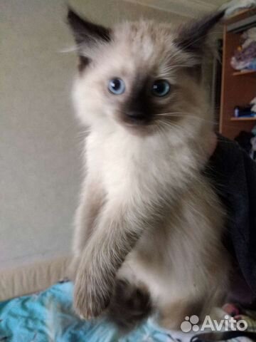 Сиамские котята котик