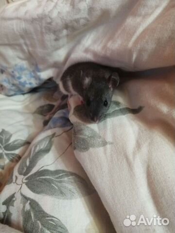 Крысята девочки бесплатно