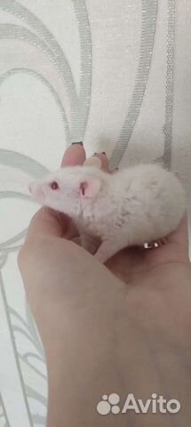 Декоративная крыса обычная и рекс