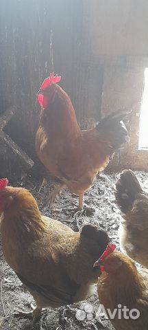 Петух Кучинский чистопородный