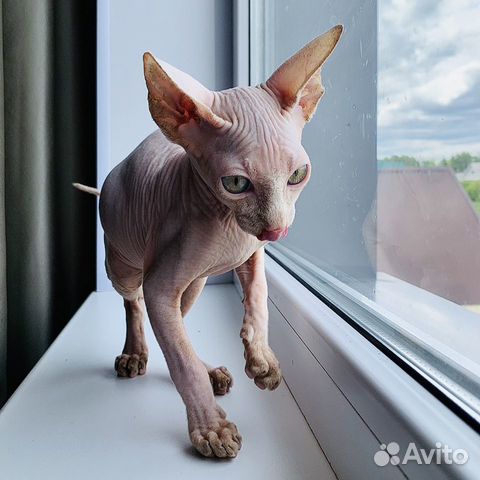 Канадский Прямоухий Эльф сфинкс