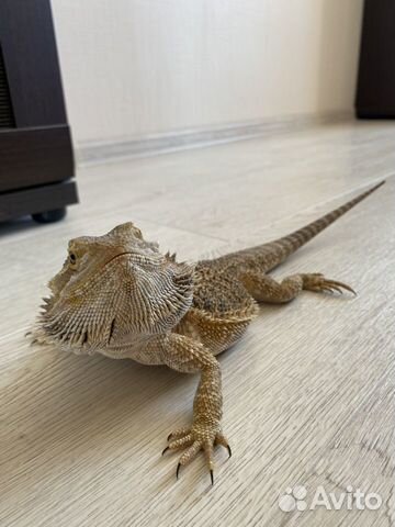 Бородатая агама