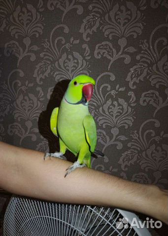 Ожереловый попугай