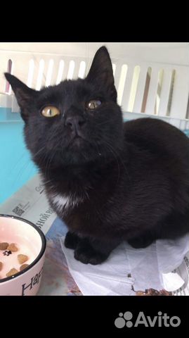 Кошки в добрые руки бесплатно